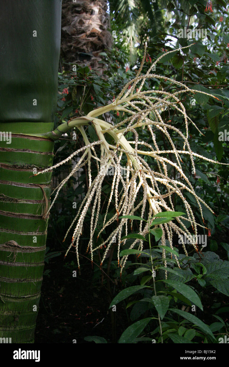 Norfolk Island Palm, Norfolk Palm, Rhopalostylis baueri, Arecaceae ...