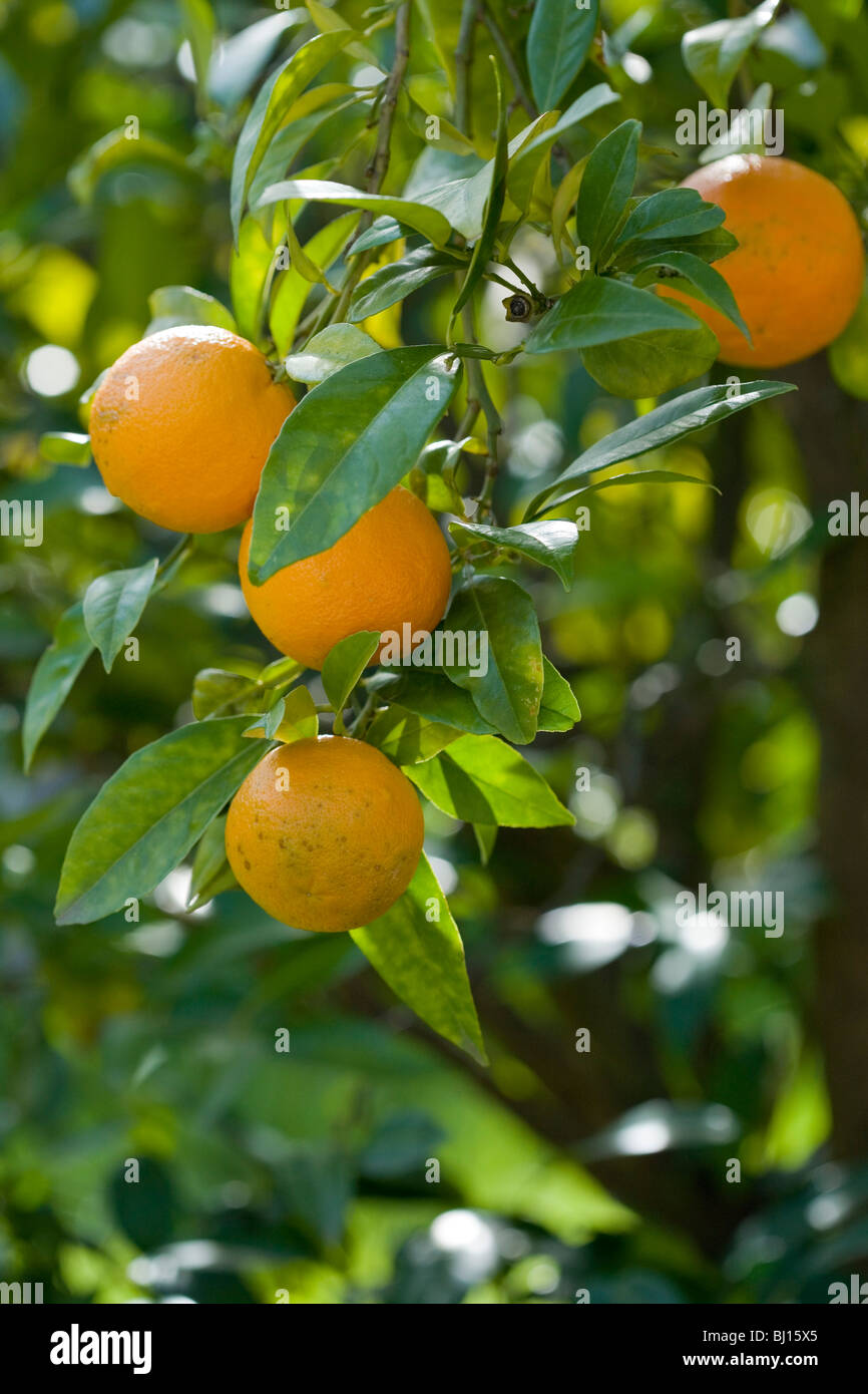 Oranges tree sun hi-res stock photography and images - Alamy