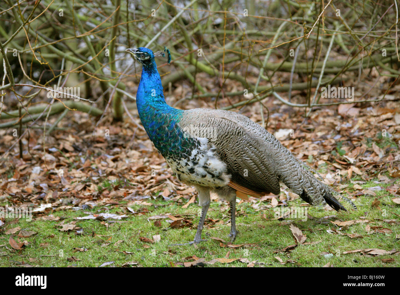 Peacock, Pavo cristatus, Phasianidae, Galliformes Stock Photo - Alamy