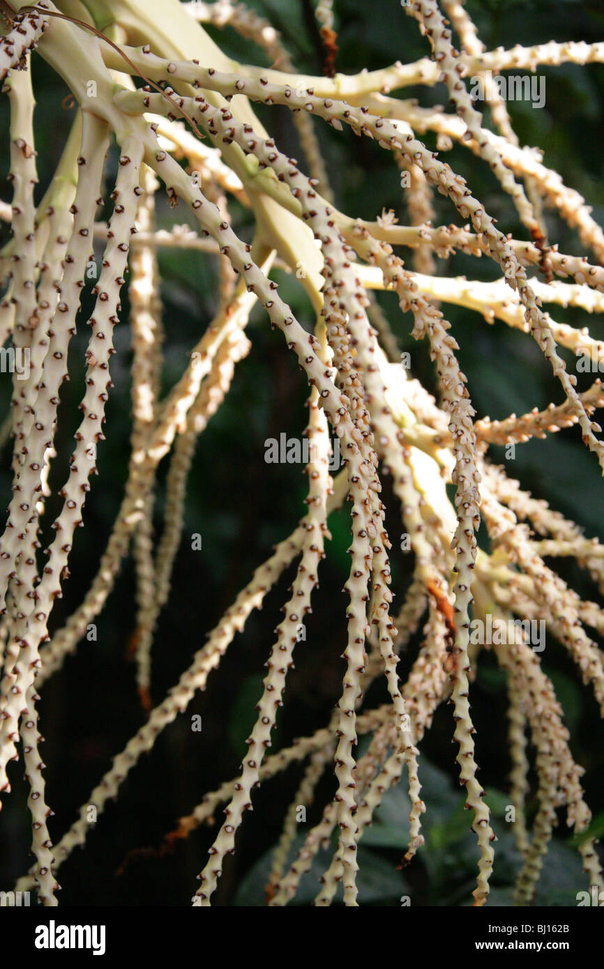 Norfolk Island Palm, Norfolk Palm, Rhopalostylis baueri, Arecaceae ...