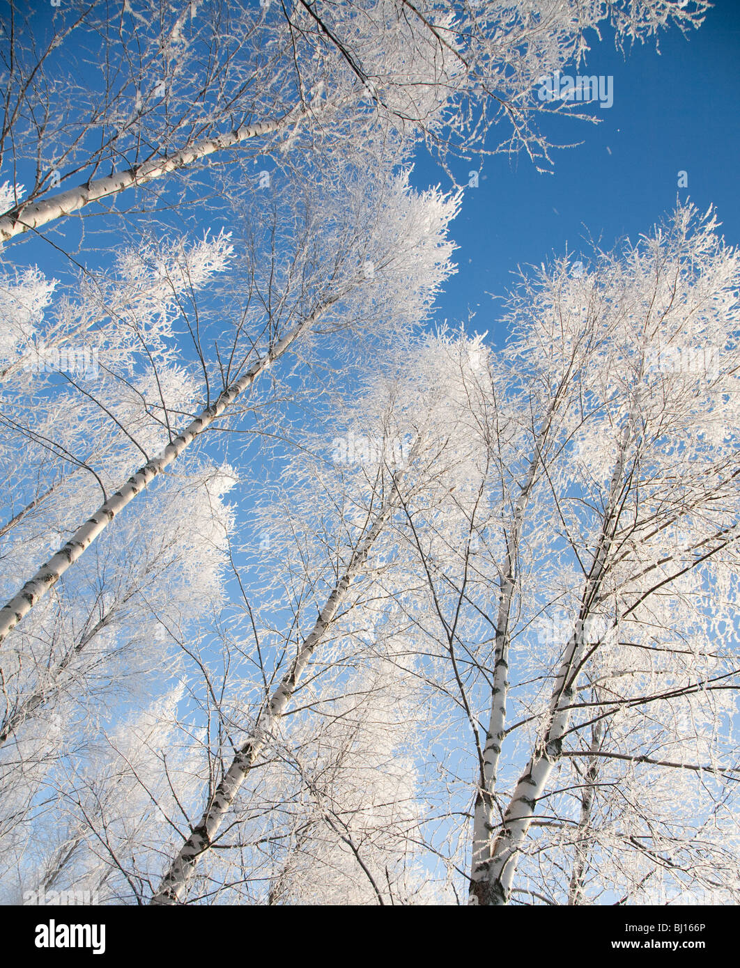 View of snowy and frosty birch trees ( betula ) in the forest at Winter ...