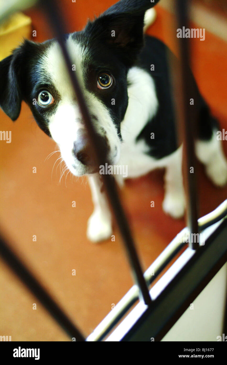 A dog peering through the bars of a kennel Stock Photo - Alamy