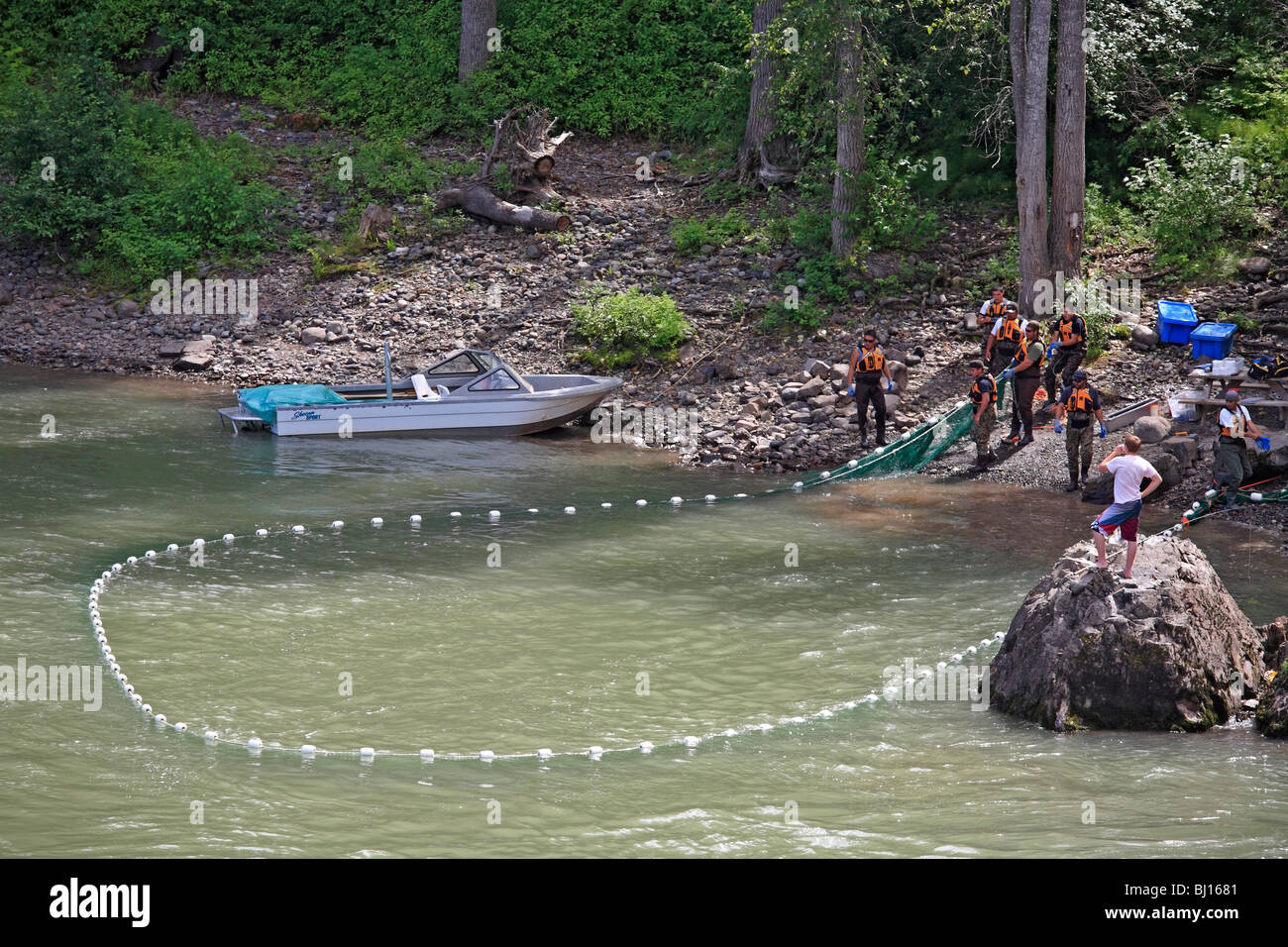 A First nations crew using a beach seine to catch salmon, Moricetown ...