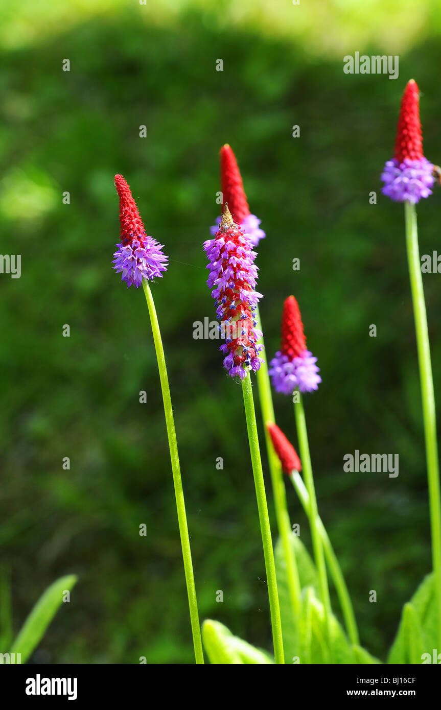Primulaceae hi-res stock photography and images - Alamy