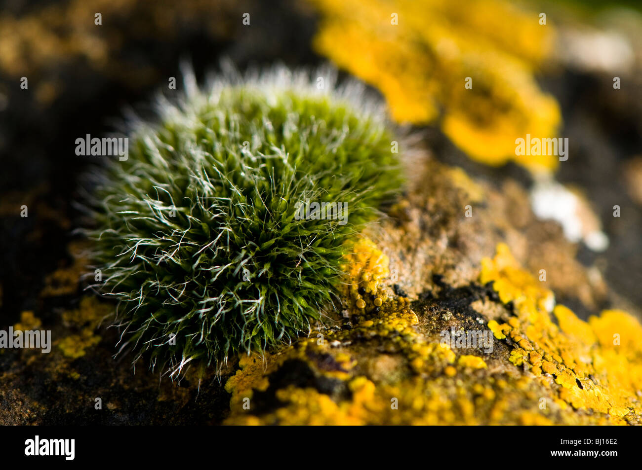 Close up lichen hi-res stock photography and images - Alamy