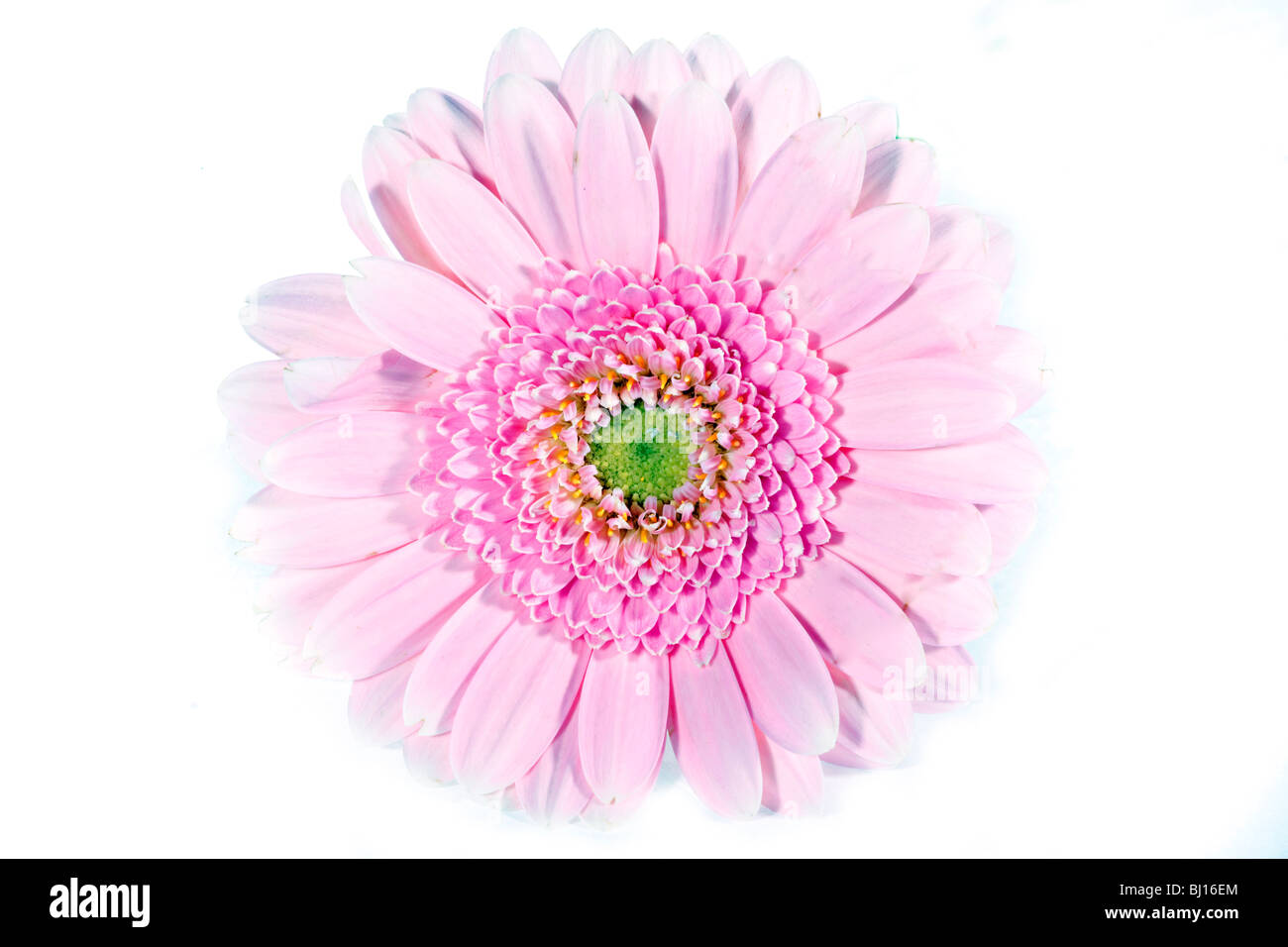 Beautiful pink gerber isolated on white background Stock Photo - Alamy
