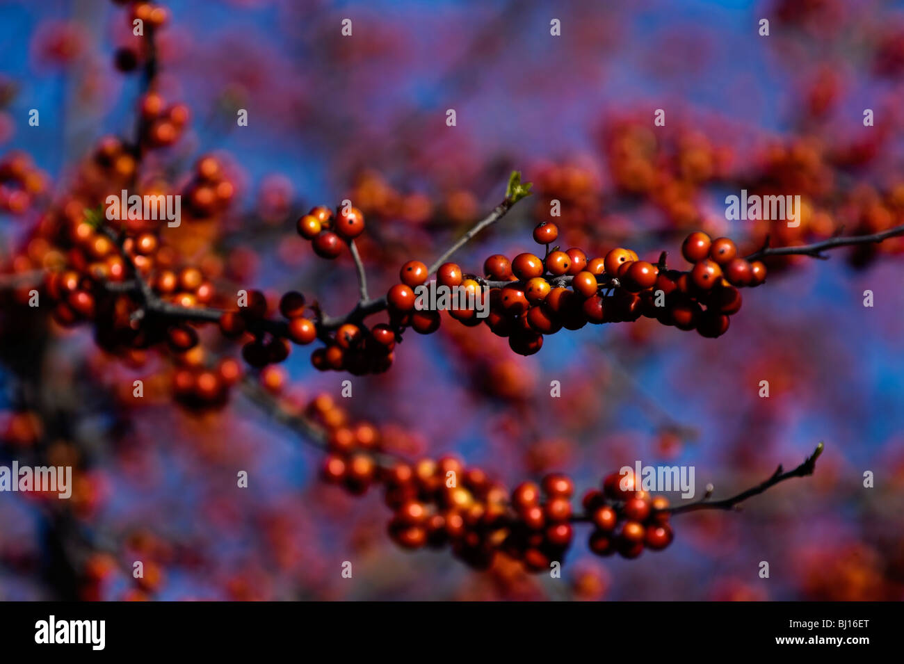 Red berrying tree hi-res stock photography and images - Alamy