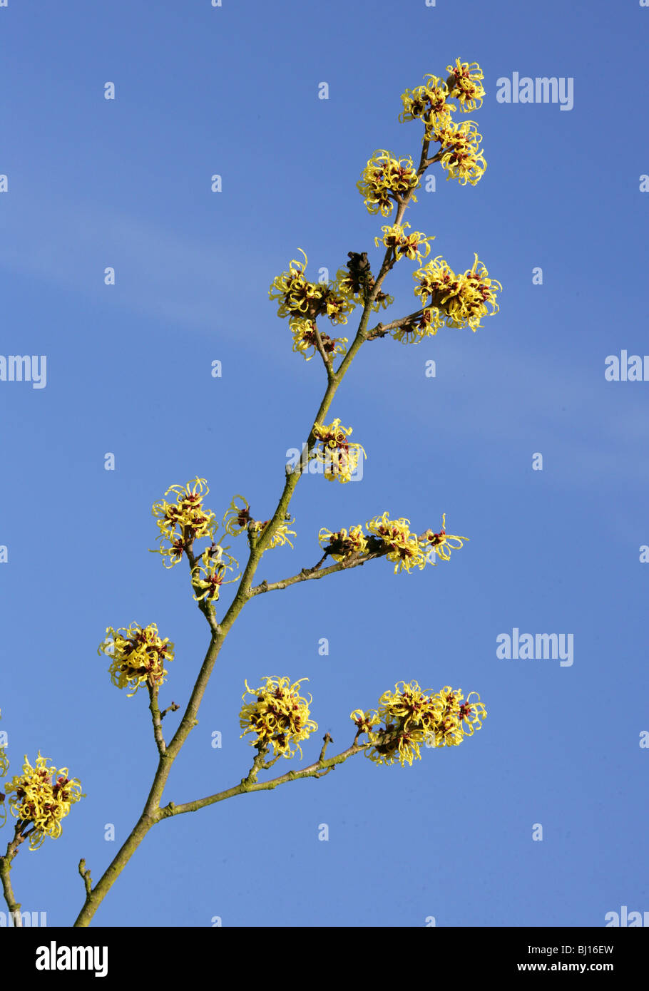 Hybrid Witch Hazel, Hamamelis intermedia, Hamamelidaceae Stock Photo ...