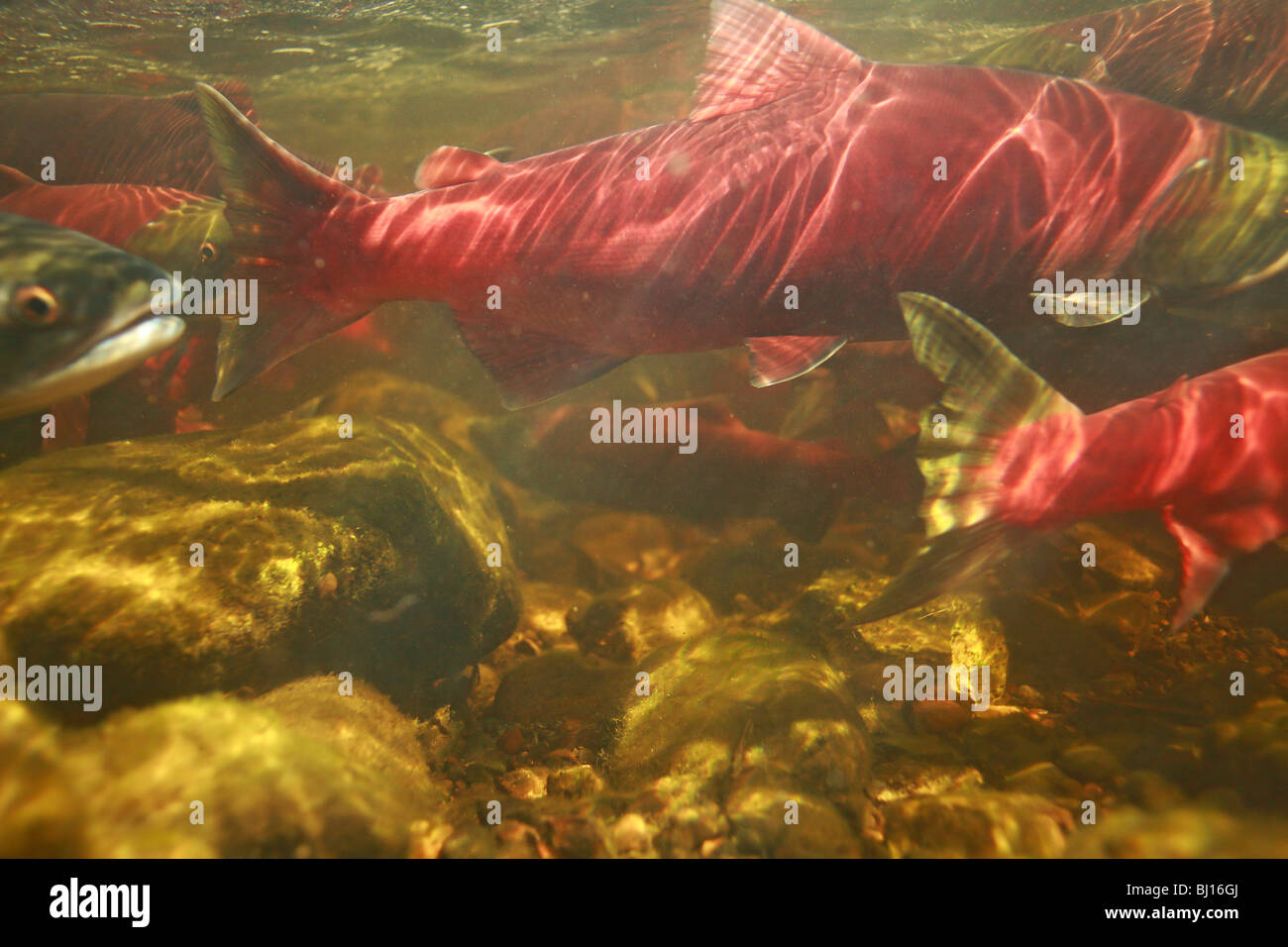 Underwater image of sockeye salmon returning to spawn, Babine Lake ...