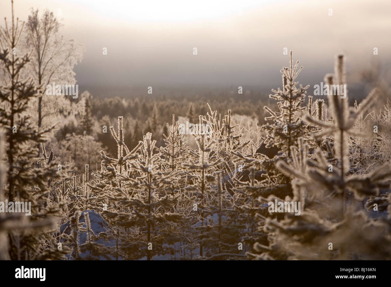 Growing overwintering saplings hi-res stock photography and images - Alamy