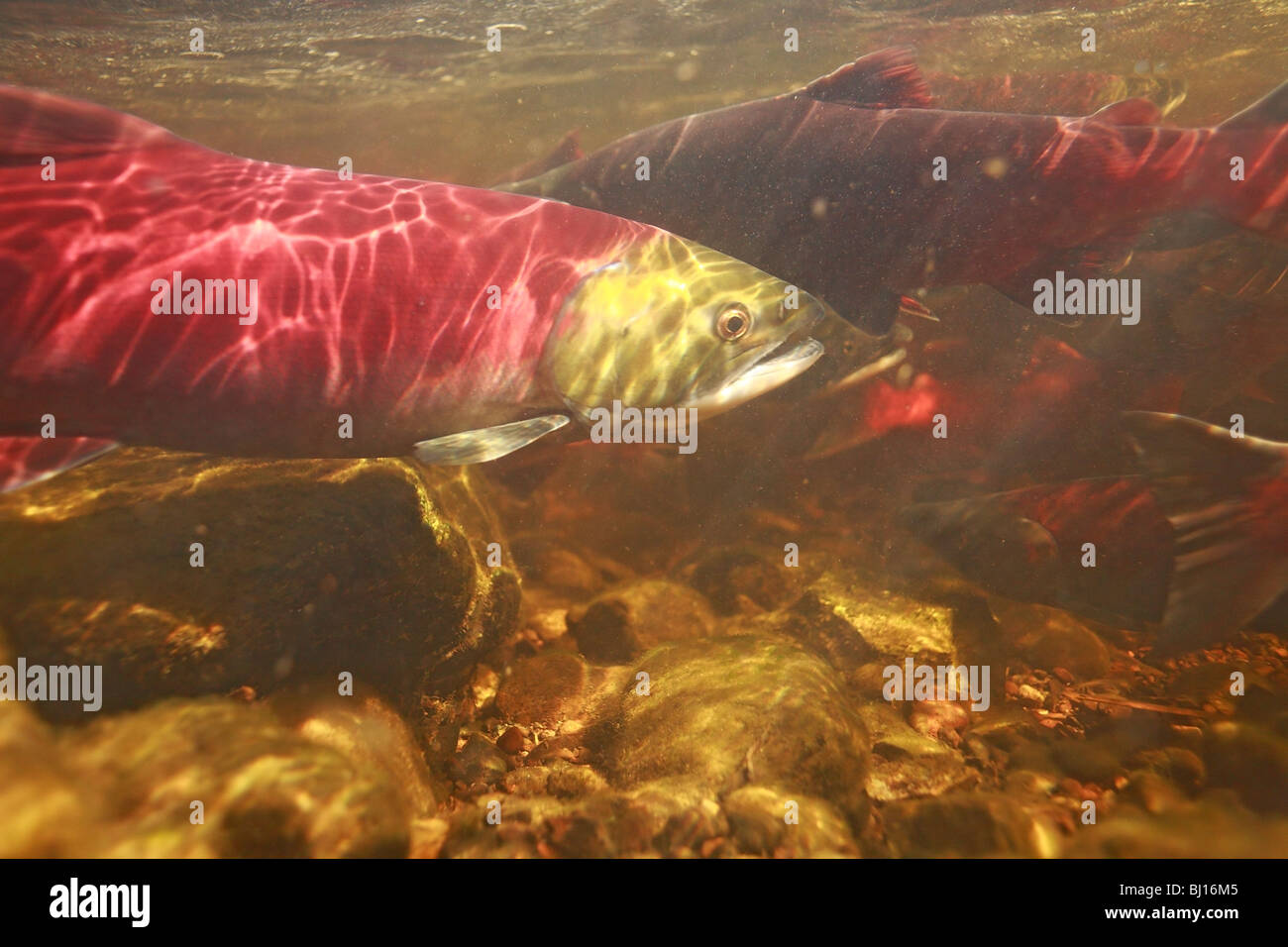 Underwater image of sockeye salmon returning to spawn, Babine Lake ...