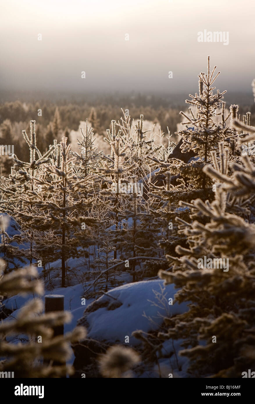 Scots Pine Sapling High Resolution Stock Photography and Images - Alamy