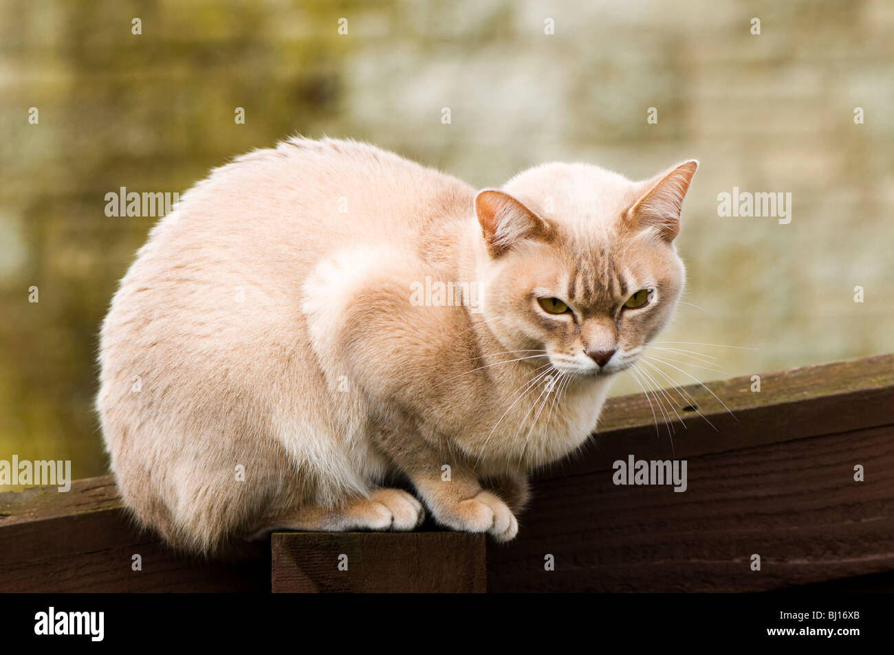 Cat sat on fence hi-res stock photography and images - Alamy
