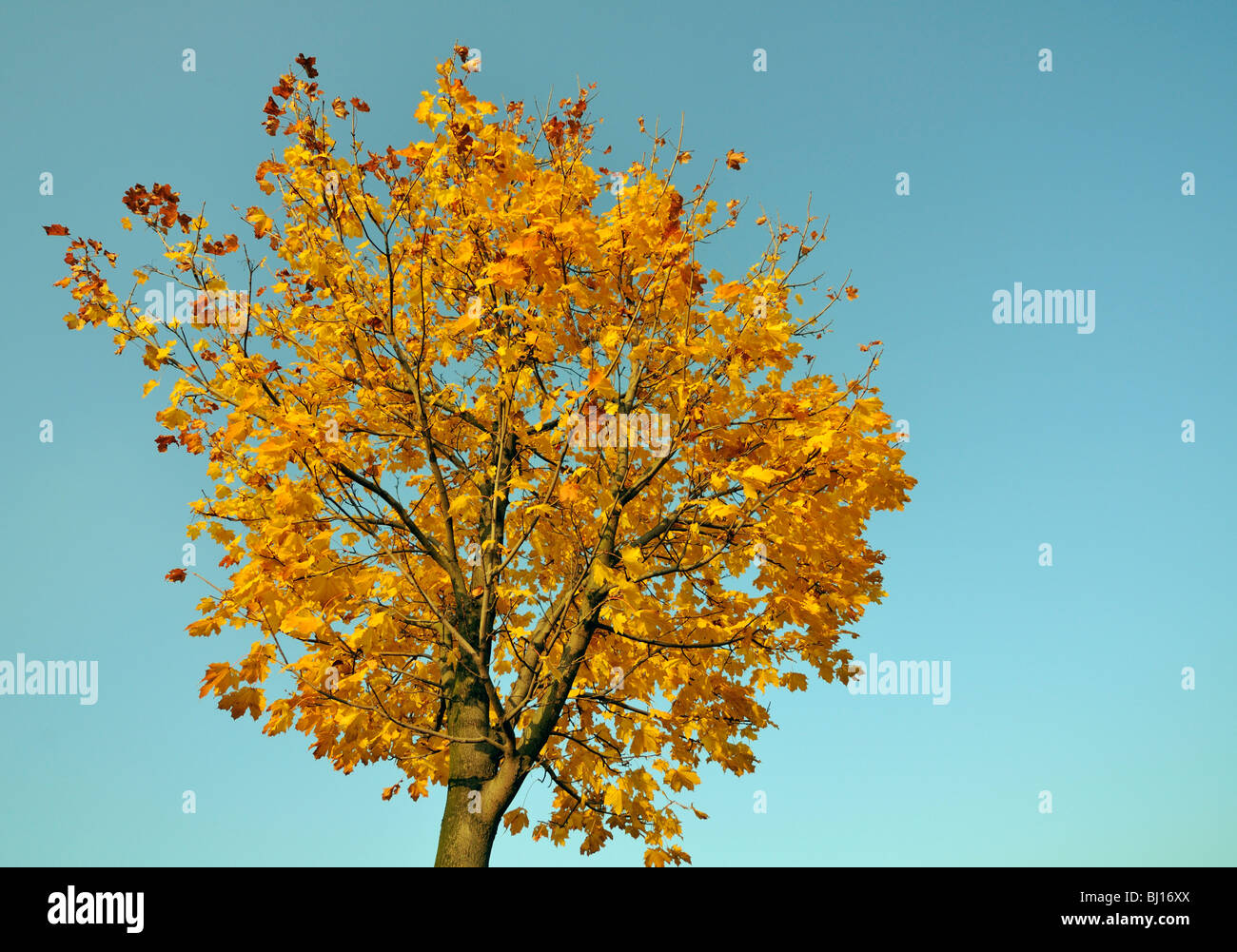 Norway maple tree hi-res stock photography and images - Alamy