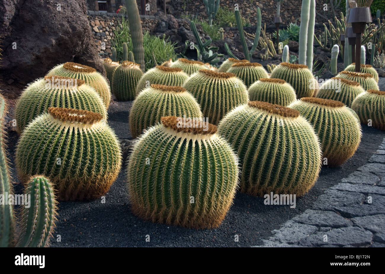 Round Cacti iFerocactus cylindraceus n a row group at Jardin de Cactus ...