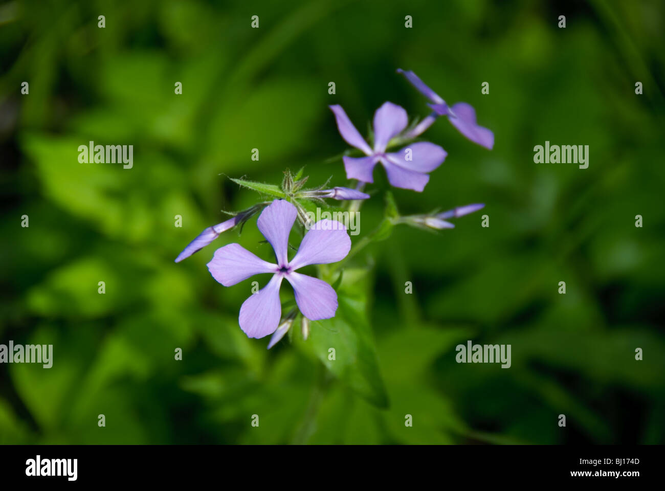 Divaricata High Resolution Stock Photography and Images - Alamy