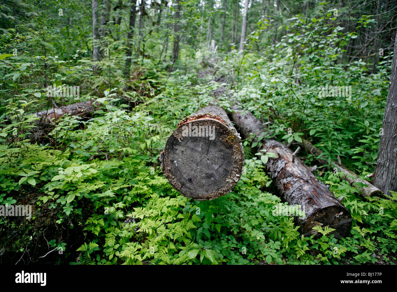 Felled wooden tree trunks, Wells Gray Park, British Columbia, Canada ...