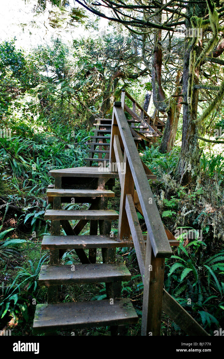 Steps in forest, Tofino, Pacific Rim National Park, Vancouver Island ...