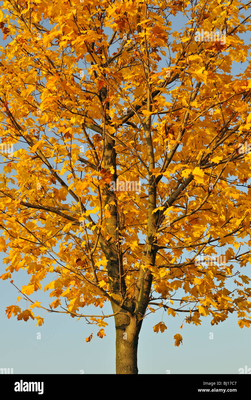 Tree-top of Norway Maple (Acer Platanoides) with Yellow Leaves in ...