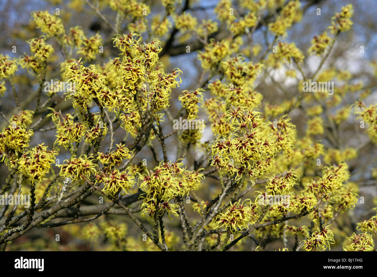 Hybrid Witch Hazel, Hamamelis intermedia, Hamamelidaceae Stock Photo ...