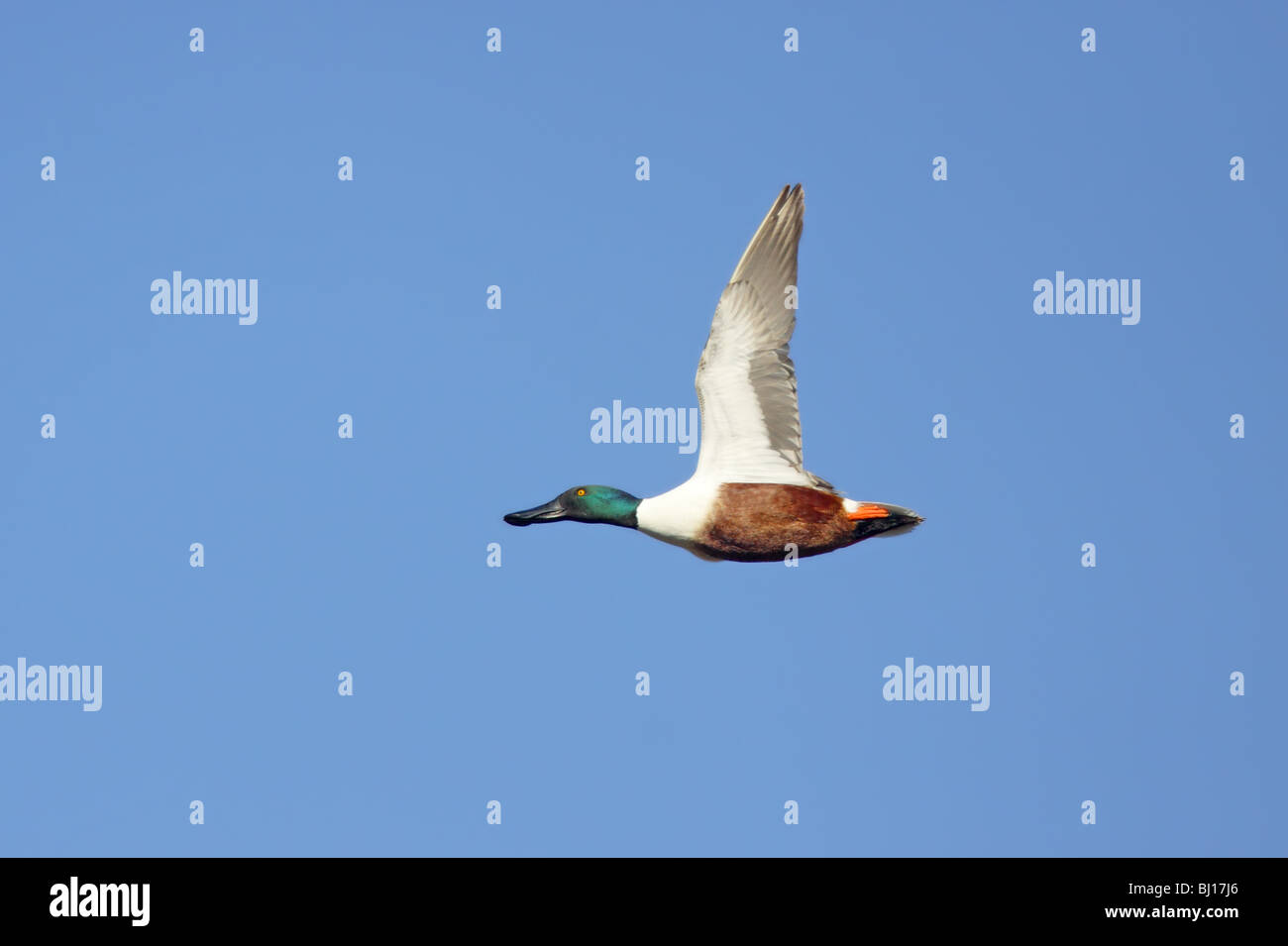 Northern Shoveler Adult Male in flight Stock Photo - Alamy