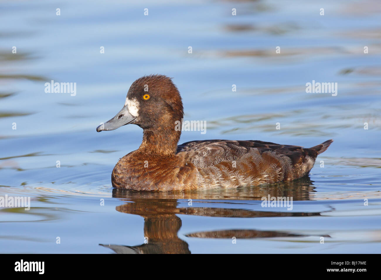 Lesser Scaup Adult female Stock Photo - Alamy