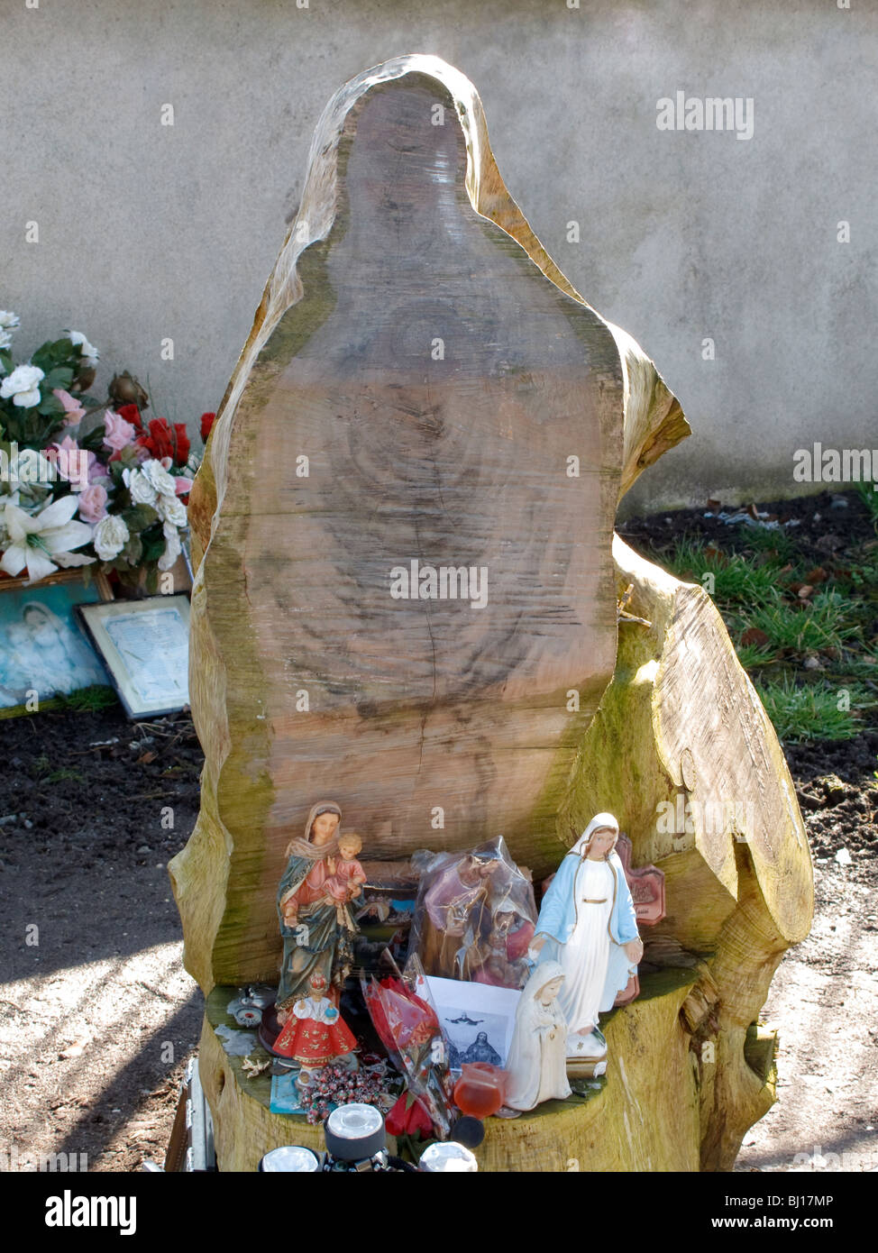 The Holy Stump, tree in shape of virgin Mary, Rathkeale County Limerick ...