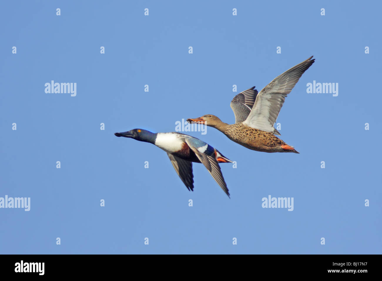 Northern Shoveler Adult Male & Female in flight Stock Photo - Alamy