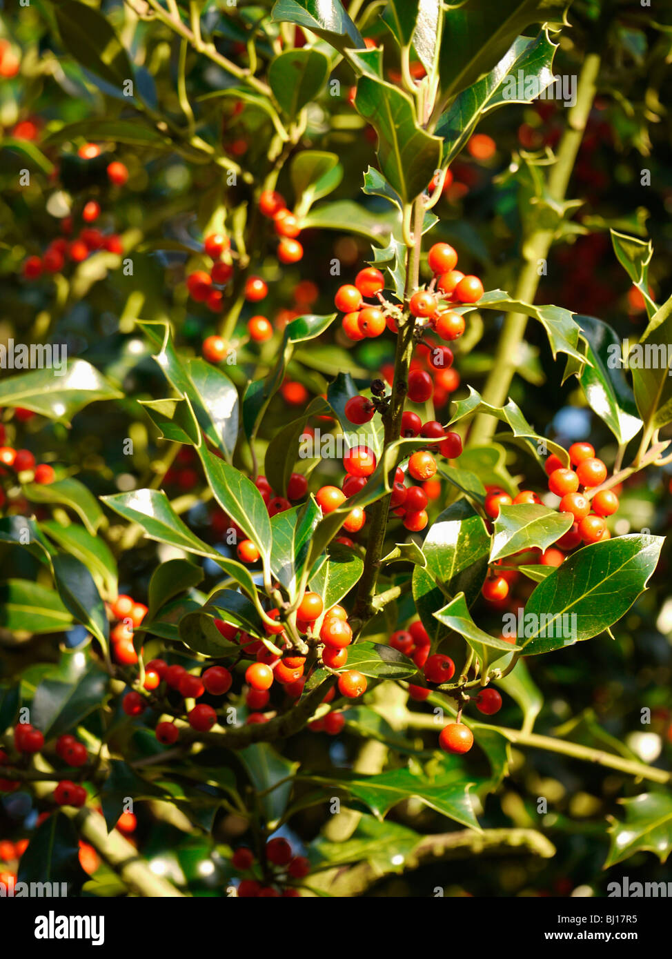 holly tree with berries Stock Photo - Alamy