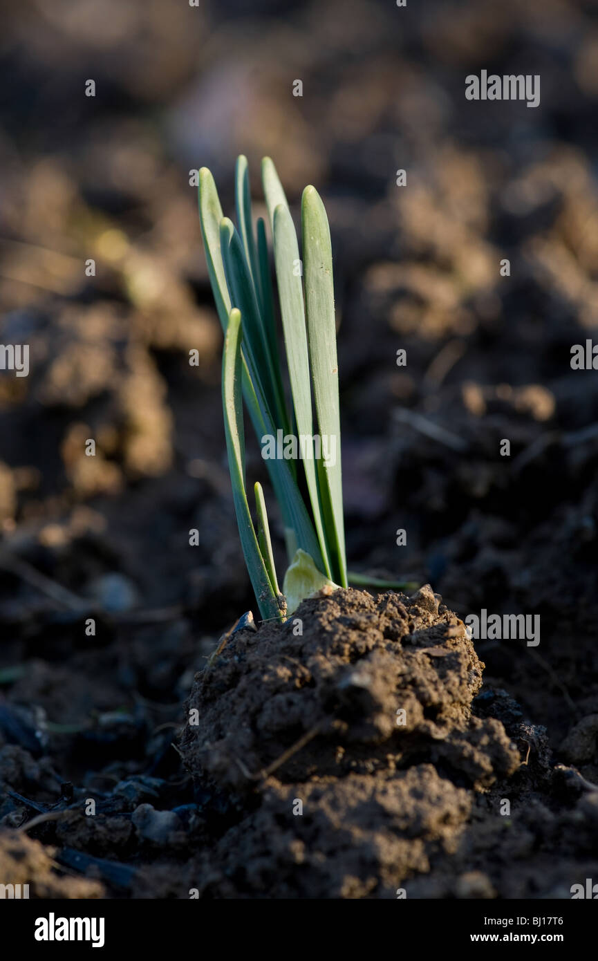 Sprouting from earth hi-res stock photography and images - Alamy