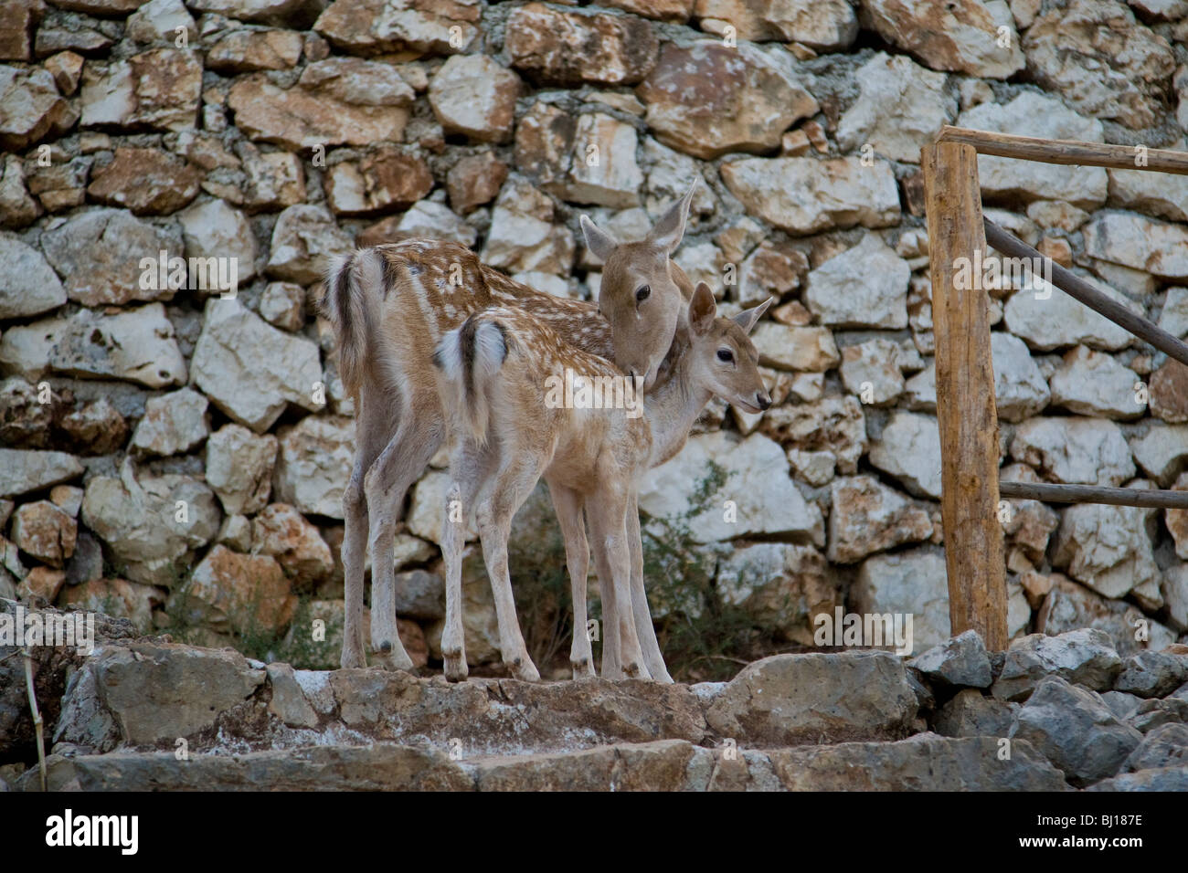 Deer Photo is shot in a natural park in Zakynthos Island - a summer ...