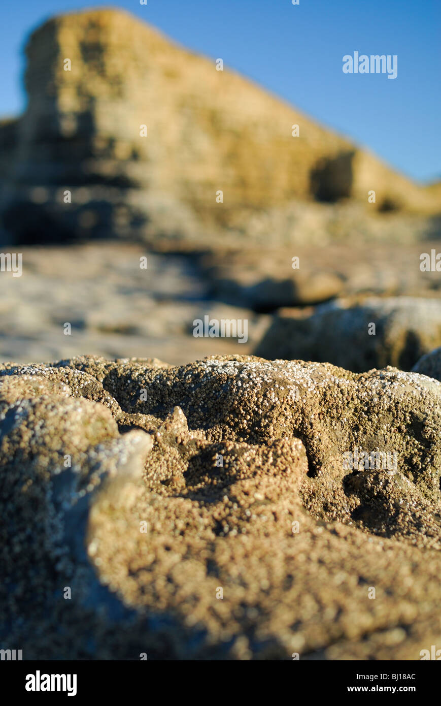 Barnacles beach hi-res stock photography and images - Alamy
