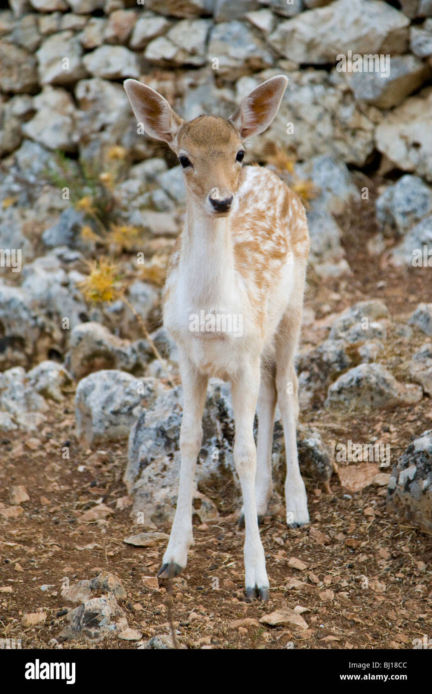 Deer Photo is shot in a natural park in Zakynthos Island - a summer ...
