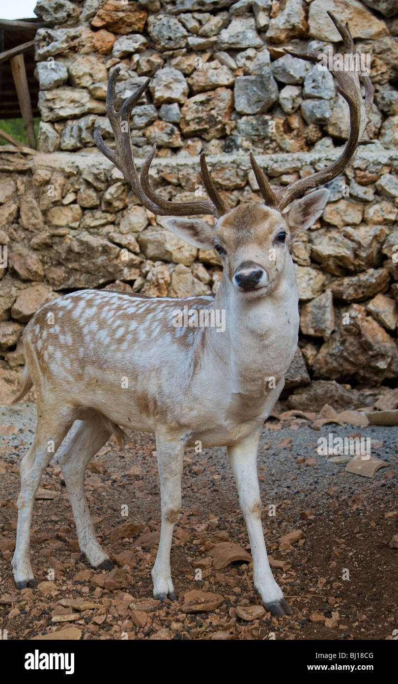 Deer Photo is shot in a natural park in Zakynthos Island - a summer ...