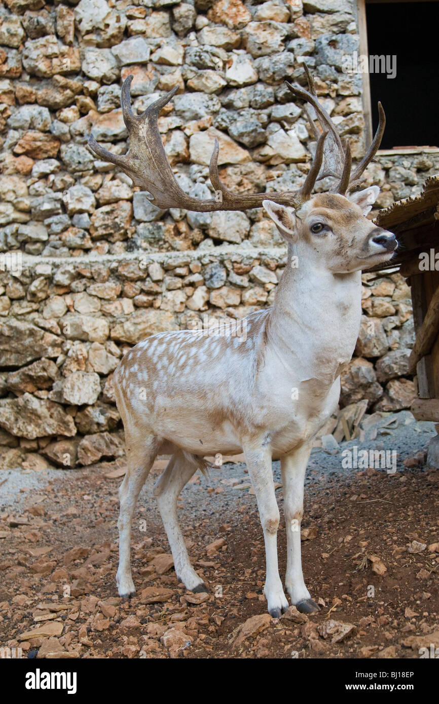 Deer Photo is shot in a natural park in Zakynthos Island - a summer ...