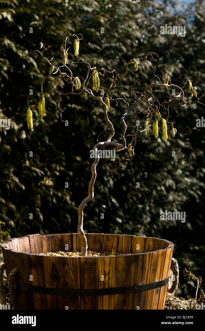 Corkscrew or Contorted Hazel, Corylus avellana 'Contorta' with catkins ...