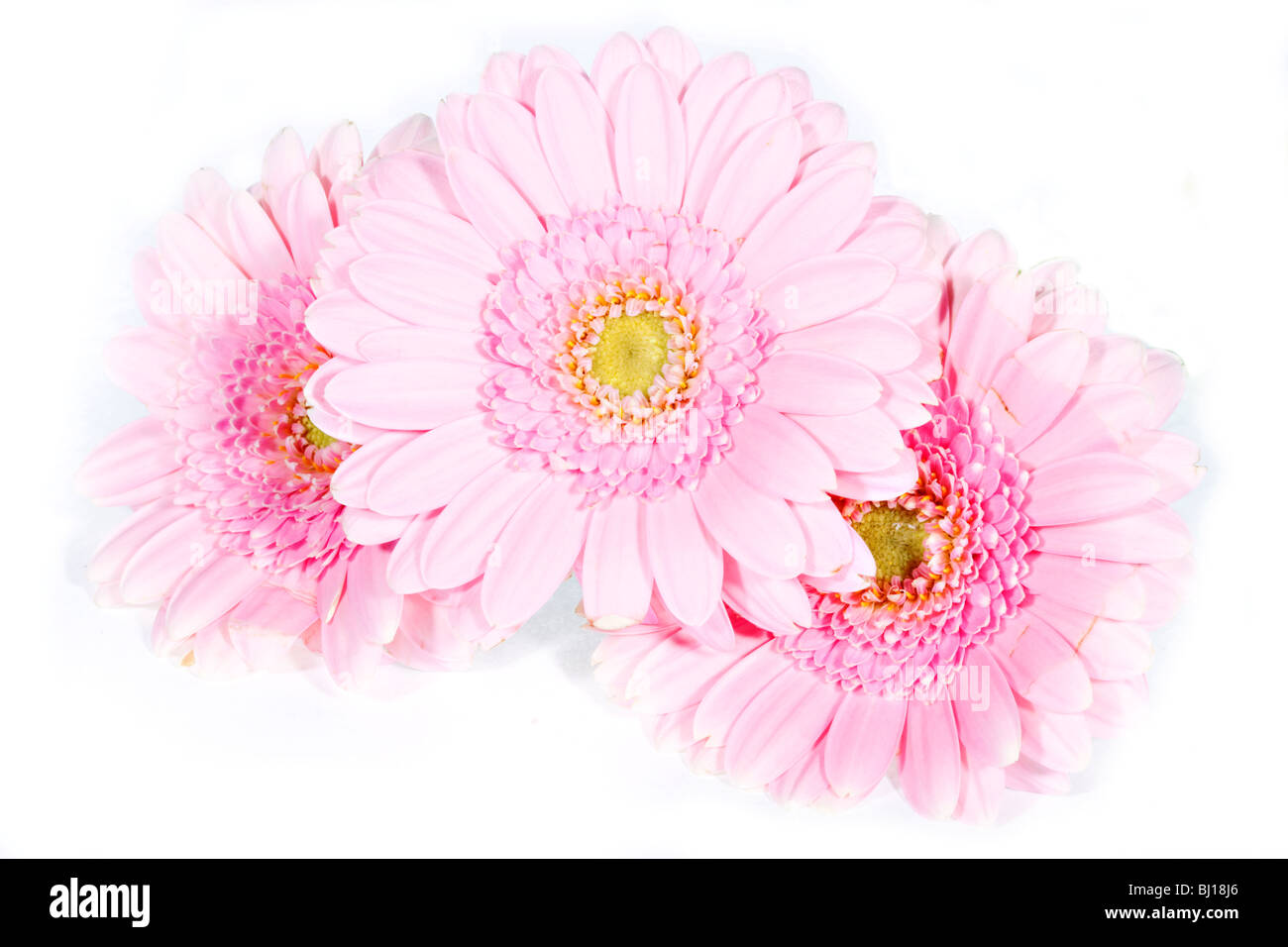 Beautiful pink Gerber isolated on white background Stock Photo - Alamy