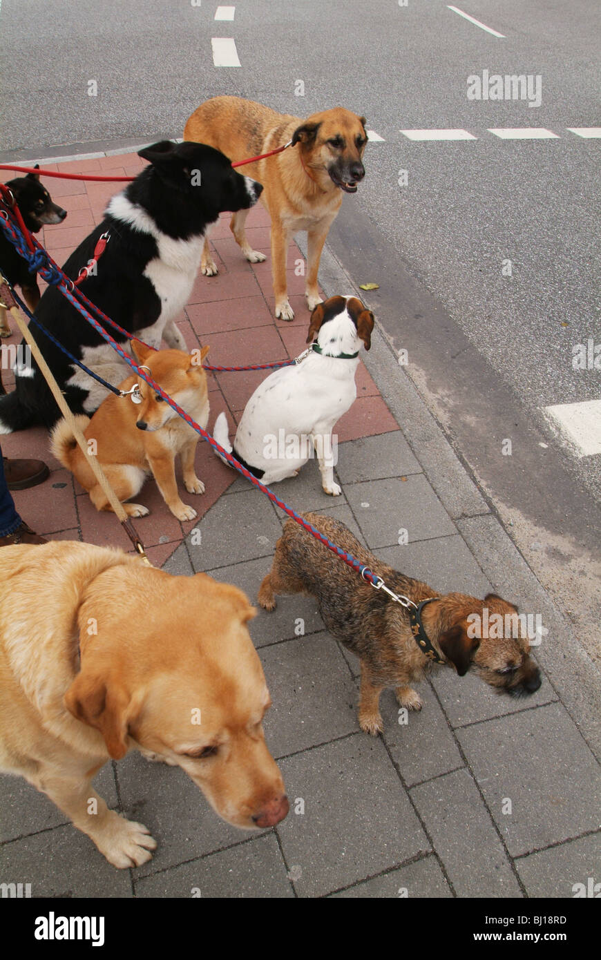 Dogs during a walk Stock Photo - Alamy
