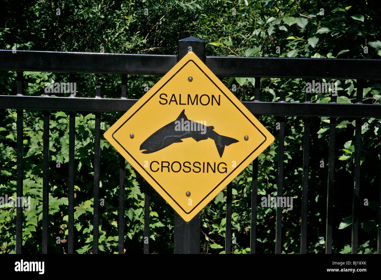 Warning salmon crossing hi-res stock photography and images - Alamy