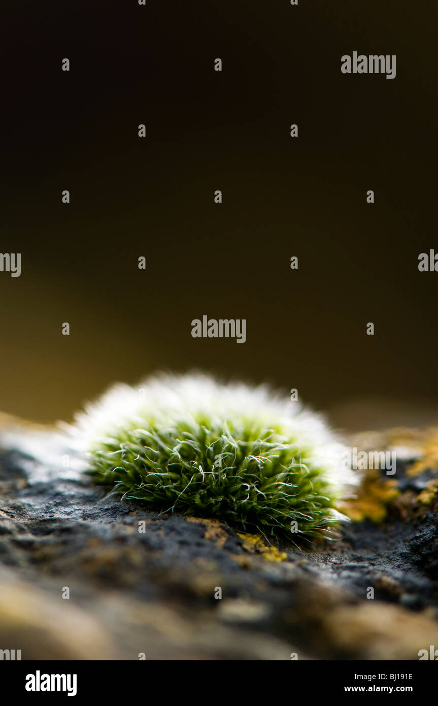 Growing stone hi-res stock photography and images - Alamy