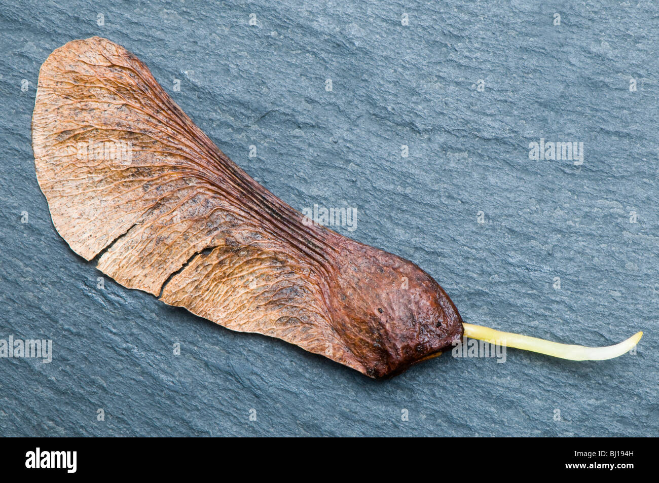 Sycamore seedling hi-res stock photography and images - Alamy