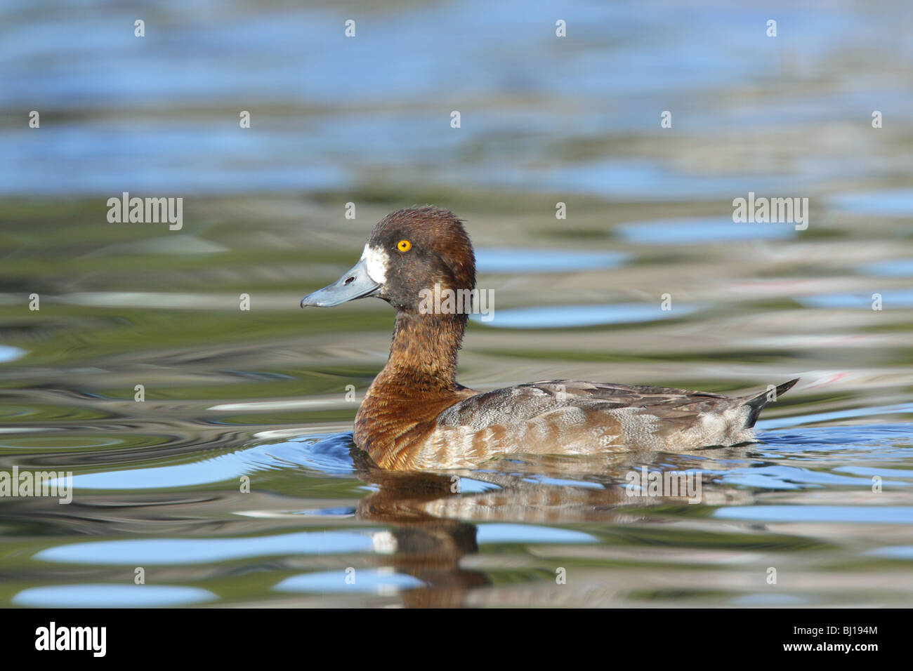 Scaup duck flying hi-res stock photography and images - Alamy