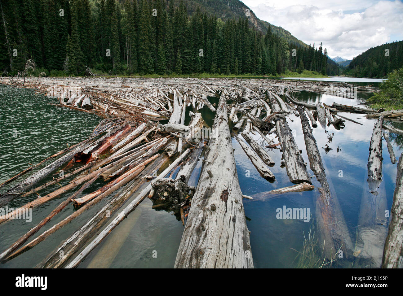 Wood logs floating on water hi-res stock photography and images - Alamy