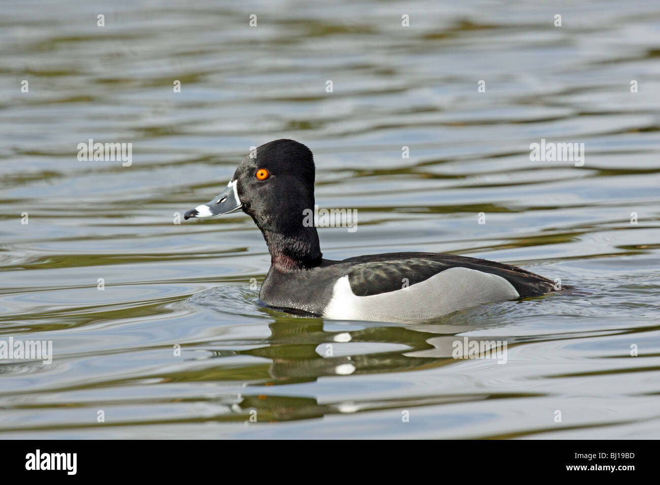 Ring-necked Duck Adult Male Stock Photo - Alamy