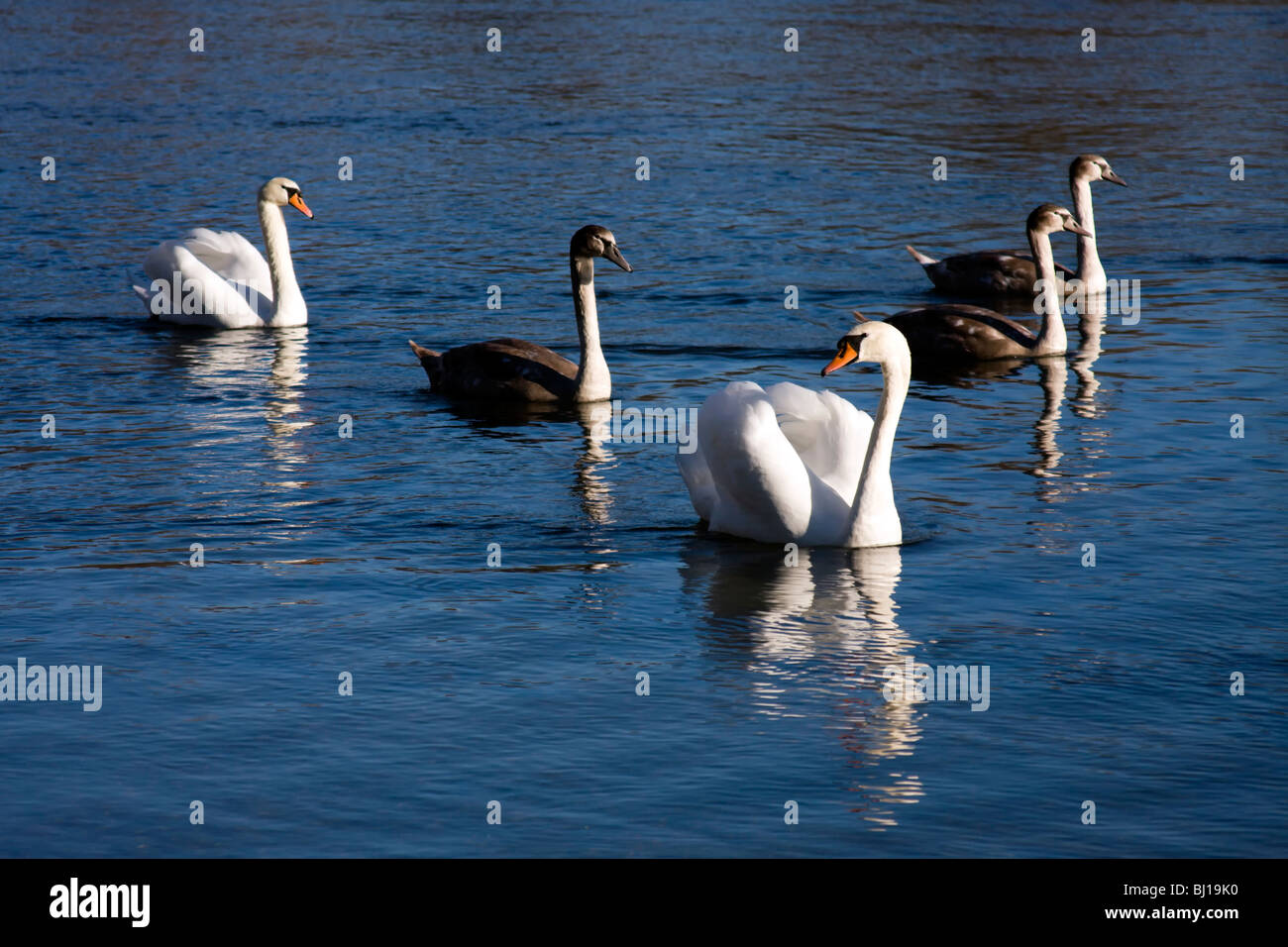 Swan family in the river at the evening sunlight Stock Photo - Alamy