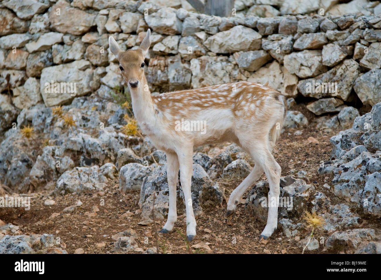 Deer Photo is shot in a natural park in Zakynthos Island - a summer ...