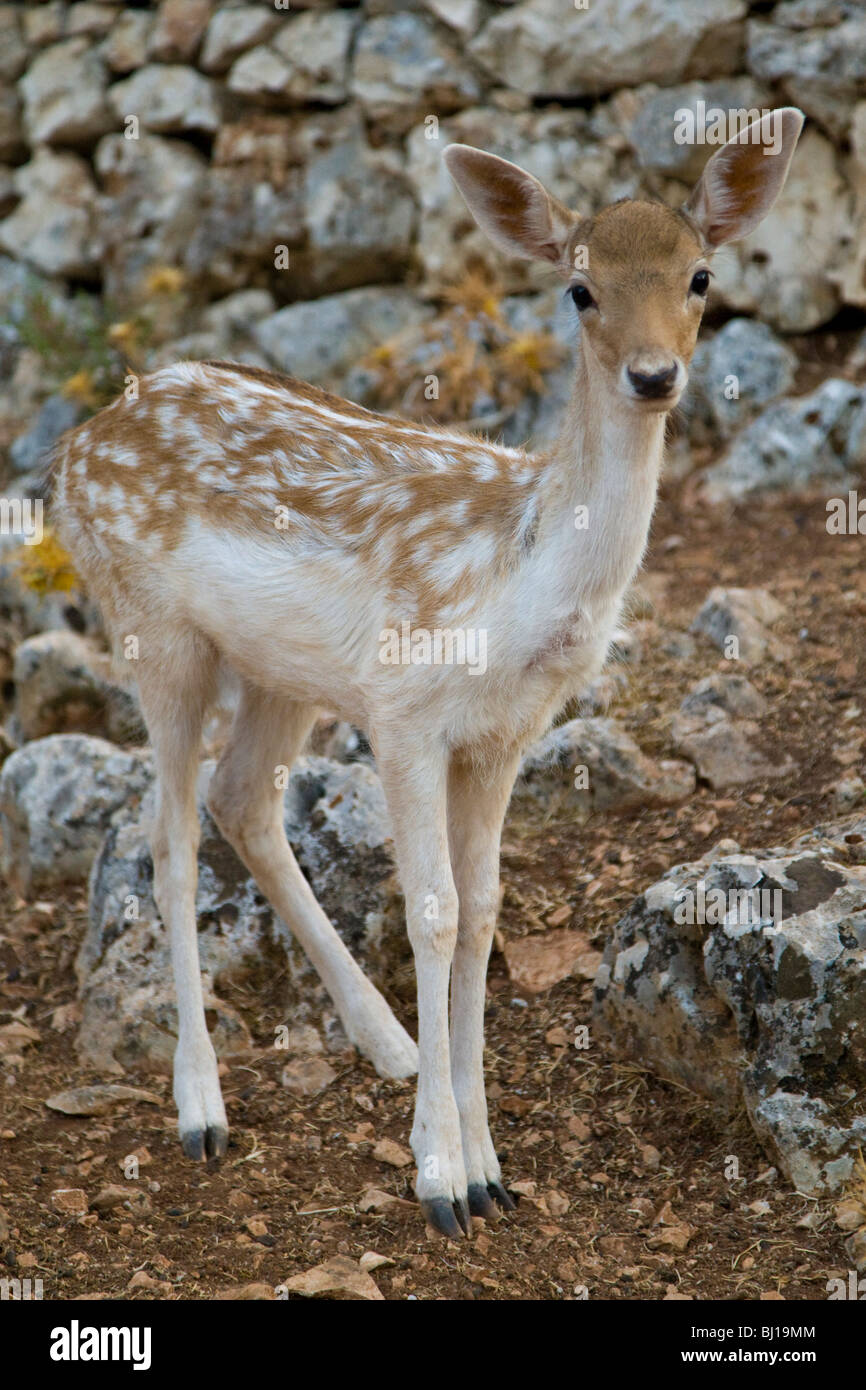 Deer Photo is shot in a natural park in Zakynthos Island - a summer ...