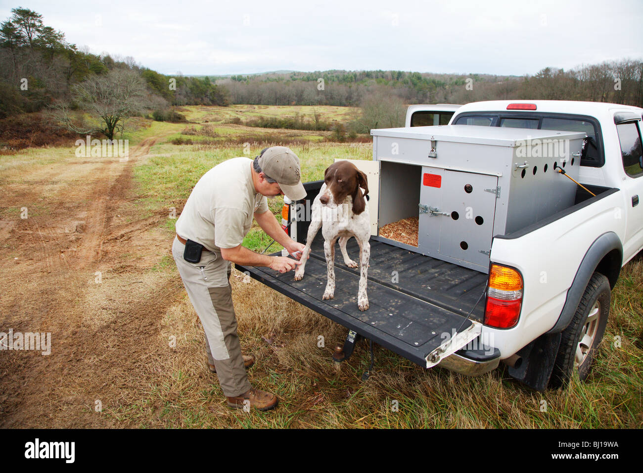 HUNTING GUIDE PREPARING DOG FOR HUNT PLACING OINTMENT ON DOGS BACK FOOT ...