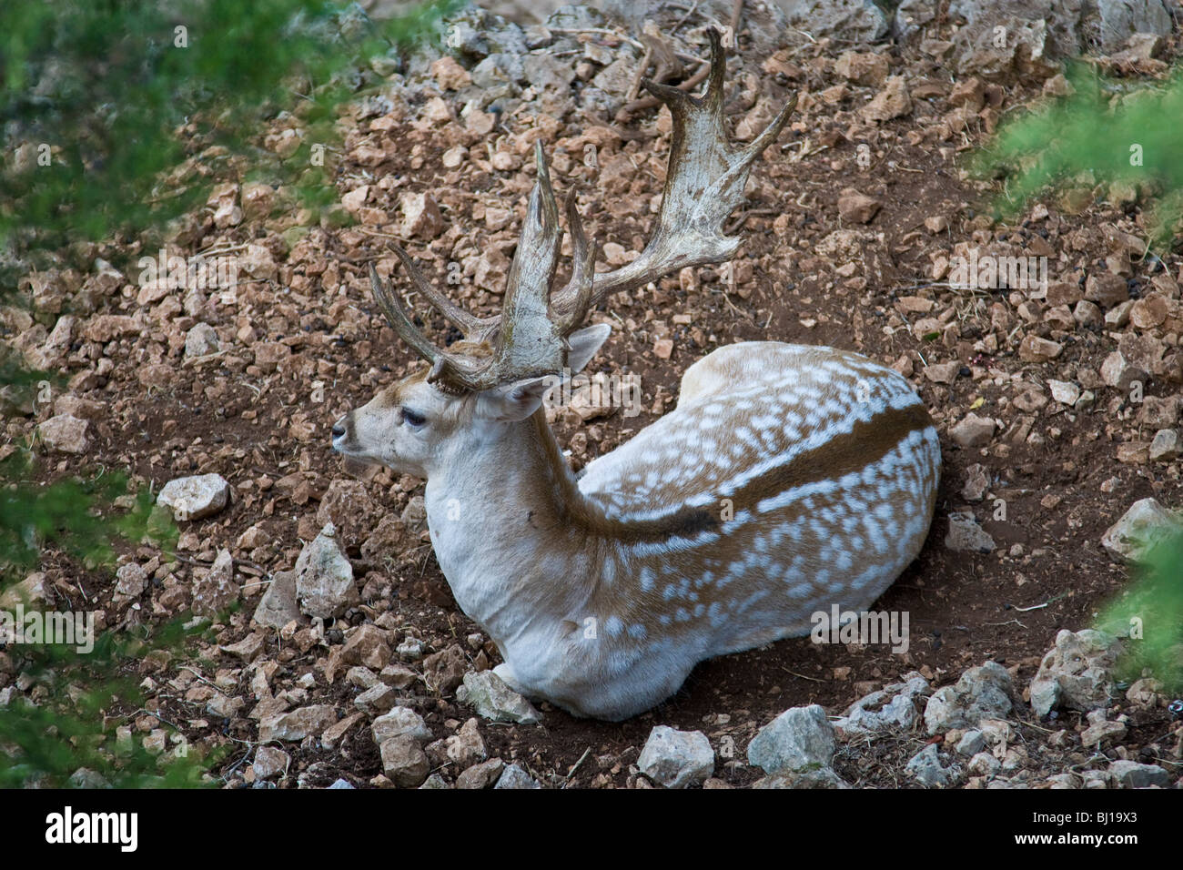 Deer Photo is shot in a natural park in Zakynthos Island - a summer ...
