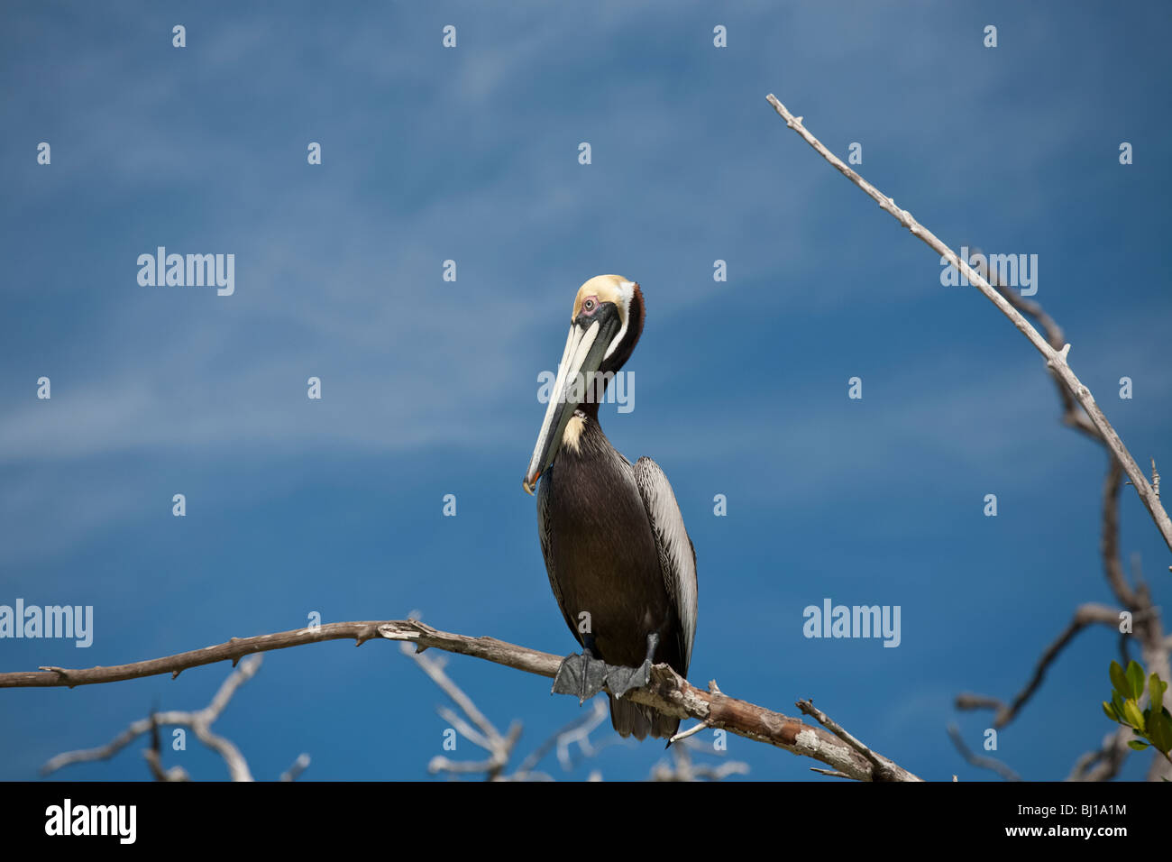 A mature brown pelican in the Rio Lagardos reserve. A brown pelican ...